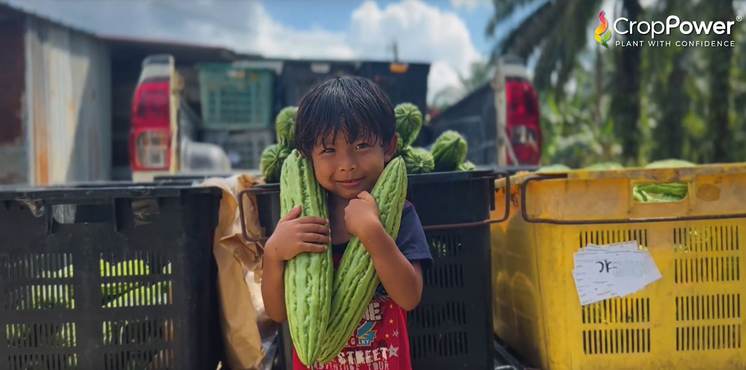 Introducing the new and more tolerant bitter gourd variety in Malaysia ...