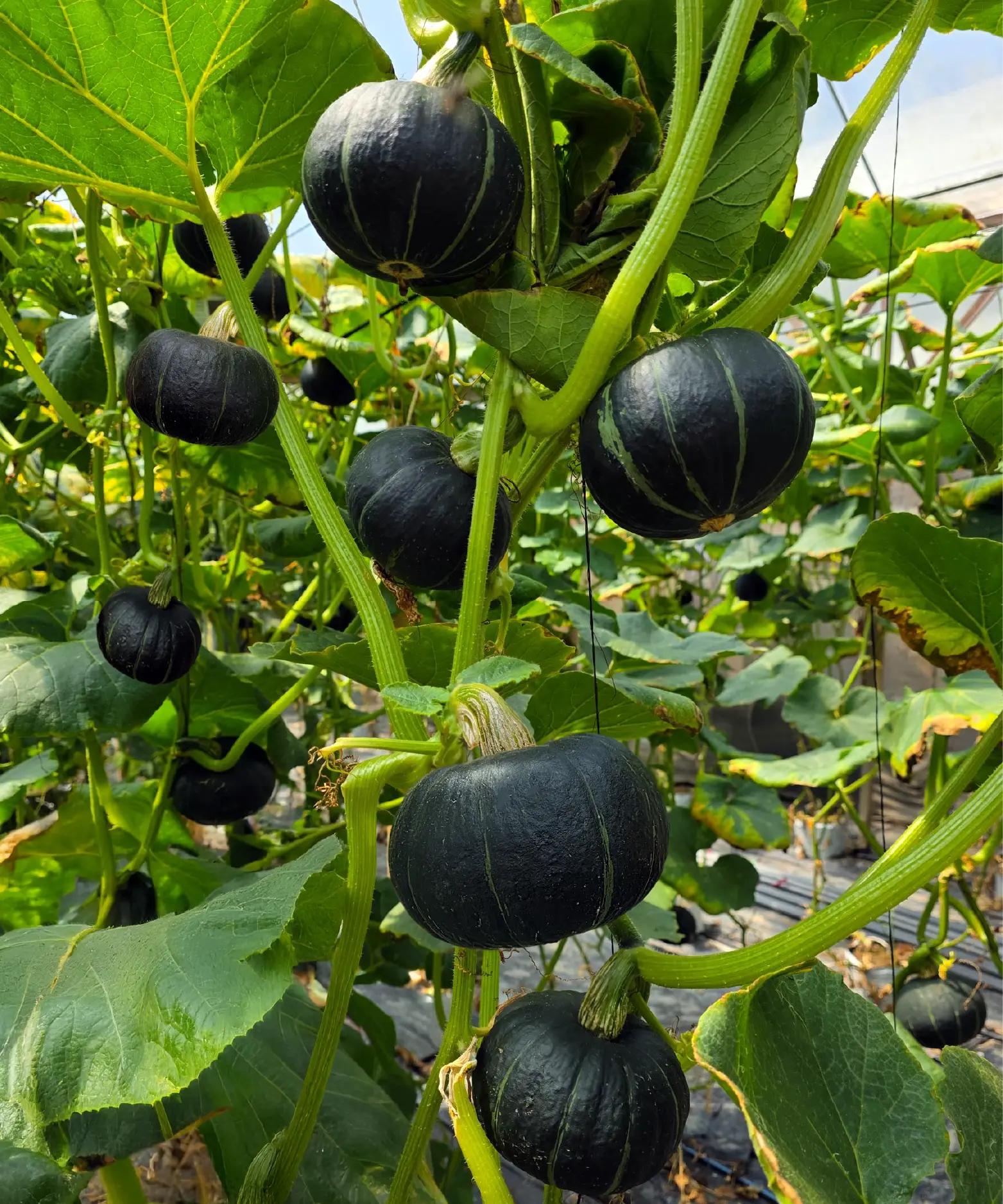 Super Baby – Crop Power